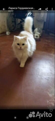 Породистый котик в дар