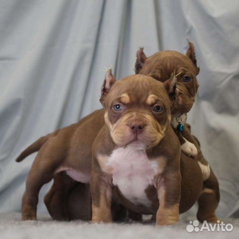 Американский булли