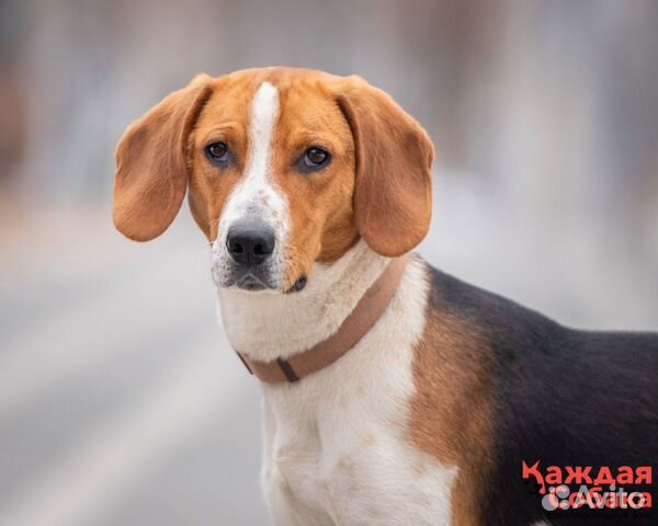 Гончая (м) ищет дом