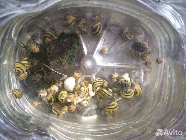 Улитка спикси