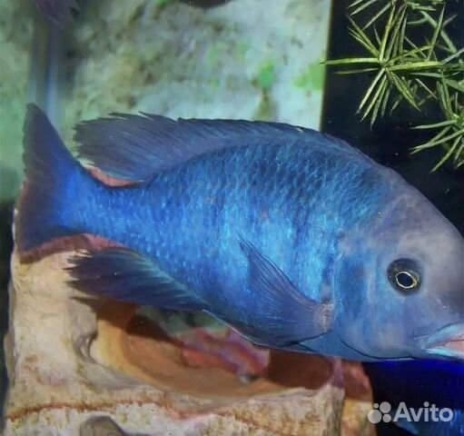 Рыба цихлиды