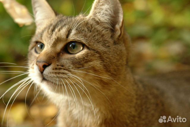 Красавец Сержик ищет вас