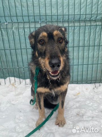 Терри обижают другие собаки