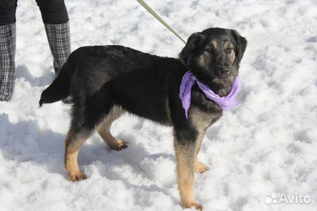 Плюшевая, ласковая девочка Дара очень ищет дом