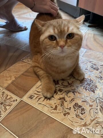 Британский кот