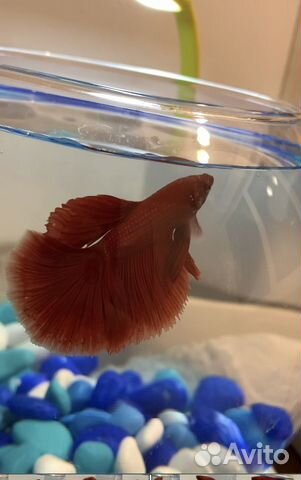 Рыбка петушок
