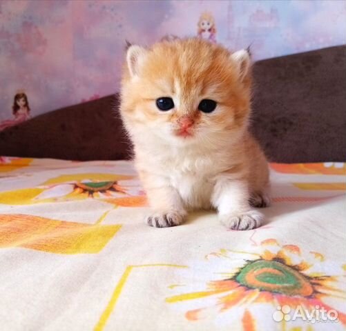 Элитные клубные британские золотые шиншиллы