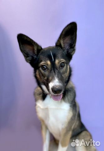 Небольшая собачка в дар