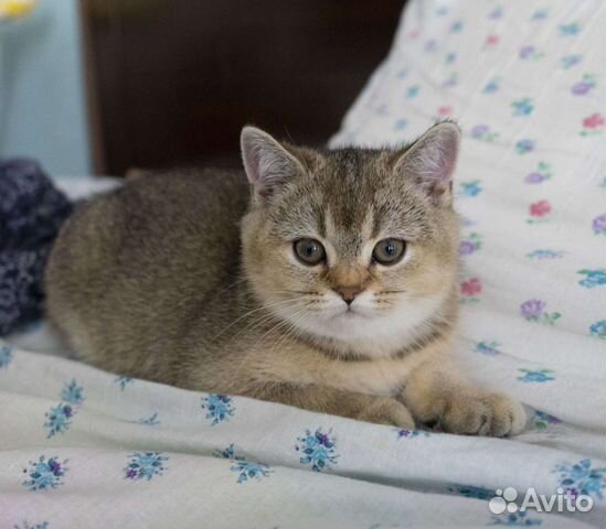 Шотландский котенок