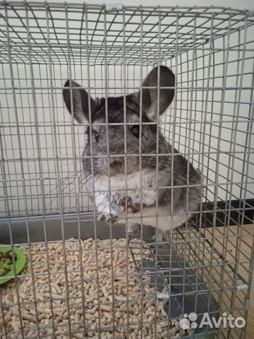 Британская шиншилла