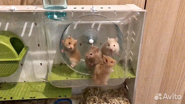 Сирийские хомячки, возраст 1 месяц, отдаю