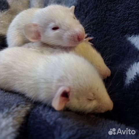 Крысята дамбо рекс
