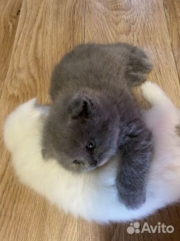 Плюшевая вислоушка