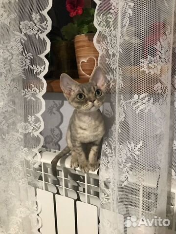 Котята девон-рекс