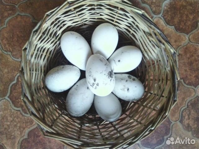 Яйцо гусиное инкубационное