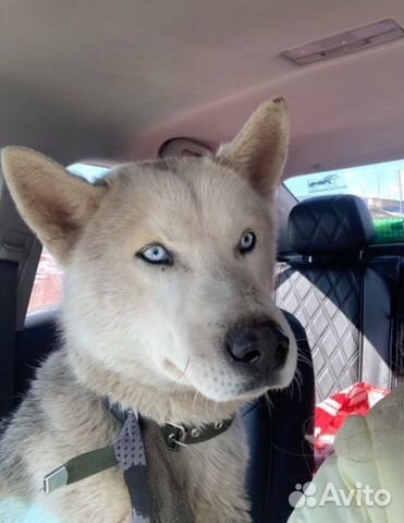 Хаски возможно с другого региона