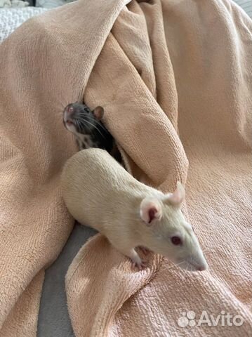 Крысы девочки в хорошие руки