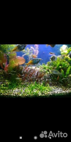 Аквариумные рыбки и растения