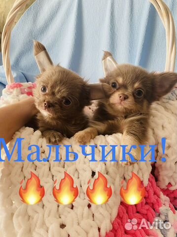Лиловые мальчики чихуахуа