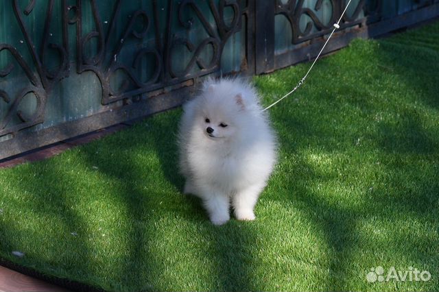 Белоснежная девочка померанского шпица РКФ