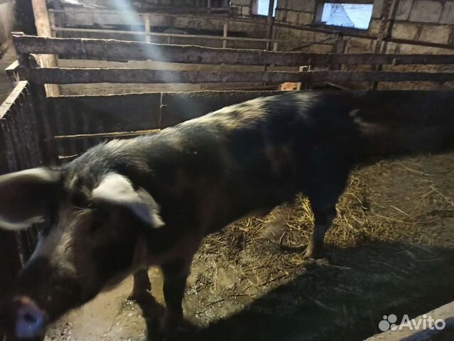 Продается хряк