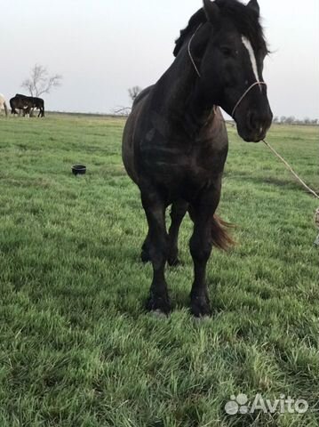 Жеребец першерон