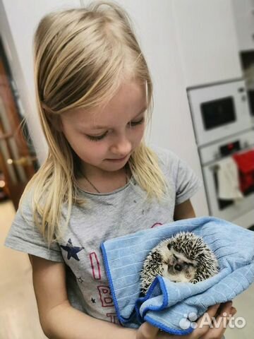 Африканский ежик