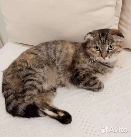 Молодая кошка добрве руки