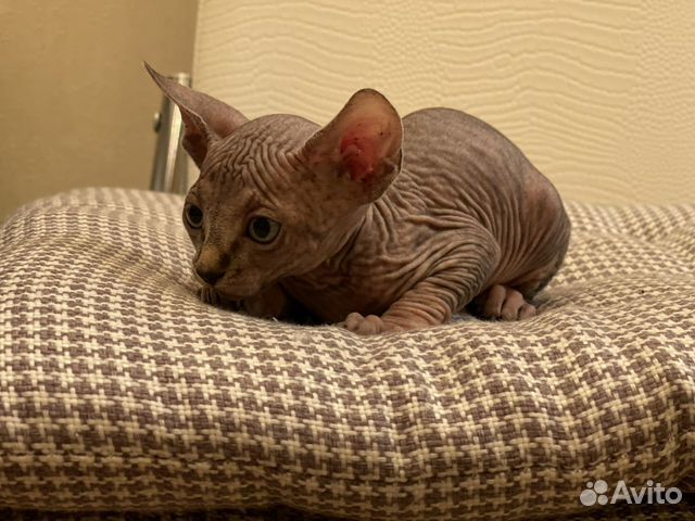 Донской сфинкс котята
