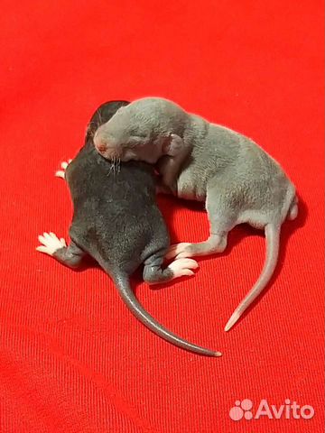 Крысята дамбо рекс и стандарт от ratlove13.85