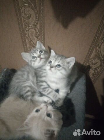 Британские котята