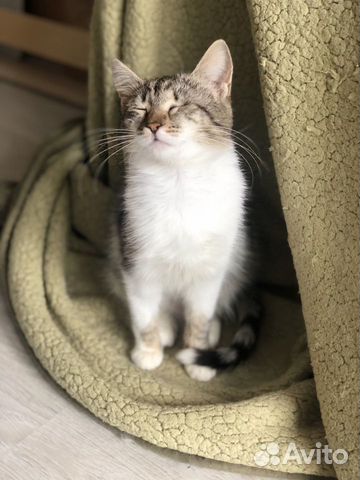 Котенок в добрые руки