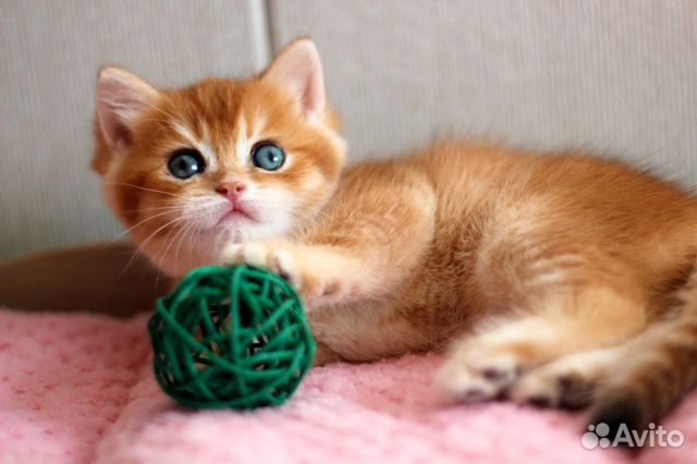 Саванна, яркая золотая шиншила, девочка, ny11