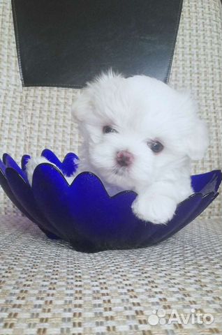 Мальтезочка (щенок мальтийской болонки, девочка)
