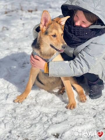 Собака в добрые руки