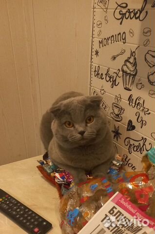 Шотландский кот на вязку