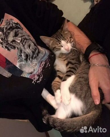 Молодой кот в добрые руки