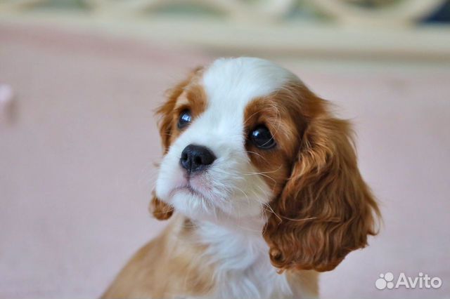 Она украдёт Ваше сердце ккчспаниель