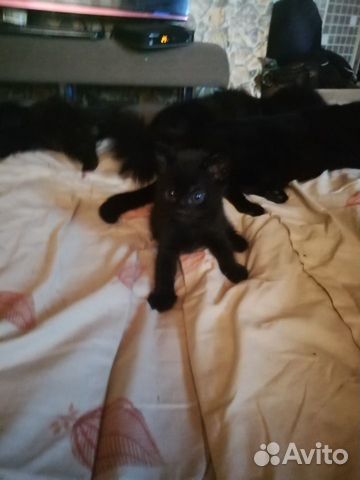 Собака котики