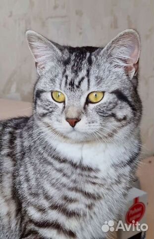 Снежный барс