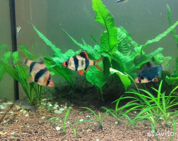Отдам рыбок