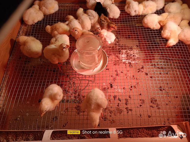 Цыплята кур несушек