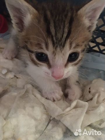 Котенок