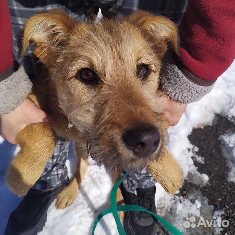 Щенок Лада в добрые руки