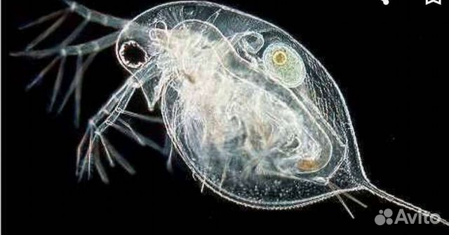 Продаю живой корм для всех видов аквариумных рыб