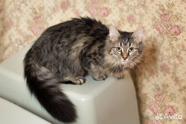 Кошка Грация ищет дом