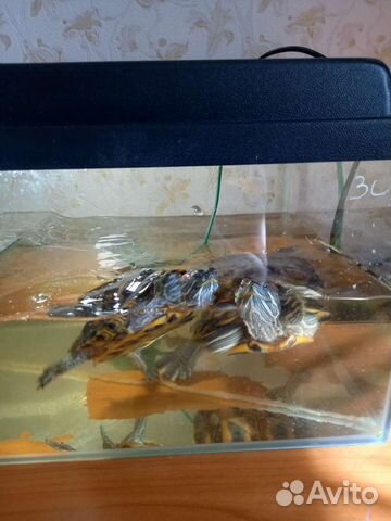 Красноухая черепаха с аквариумом