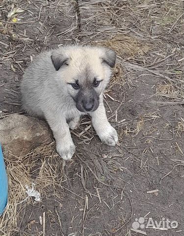 Щенки мальчики 2 месяца