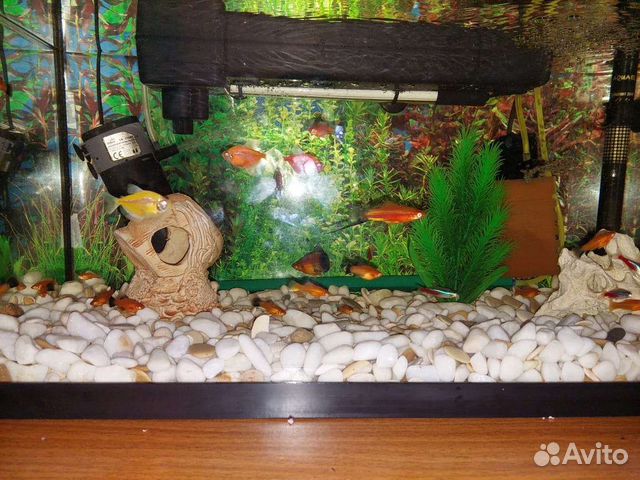 Аквариумные рыбки