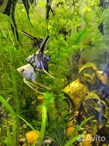 Скалярии, ампулярии